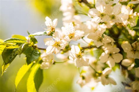 햇빛 아래 작은 흰 꽃 앵두 꽃 햇빛 태양 꽃들 배경 일러스트 및 사진 무료 다운로드 Pngtree
