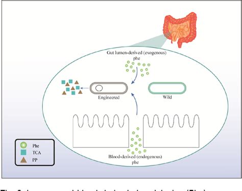 Figure 3 From Engineered Probiotics For The Management Of Congenital