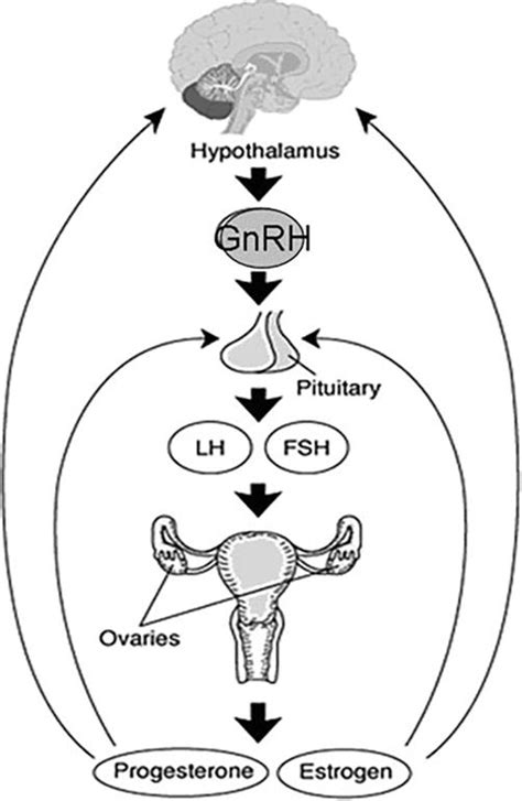 Role Of Pituitary Gland In Fertility Preservation Intechopen