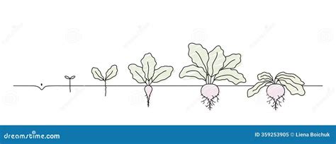Beetroot Growth Stages Growing Chard Line Art Life Cycle Of Beet Root Plant Black Line Vector