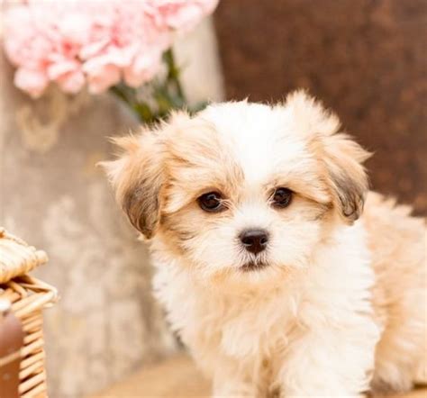 25 Bichon Frises Mixed With Shih Tzu The Paws