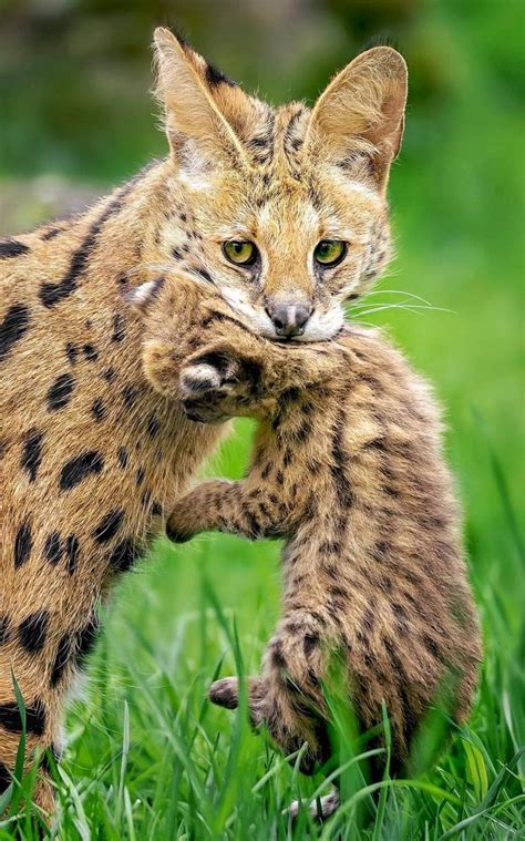 Serval With Cub A Heartwarming Moment In The Wild
