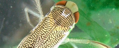 Un Insecto Acuático Invasor En La Península Coexiste Con Las Especies Nativas 24 07 2017