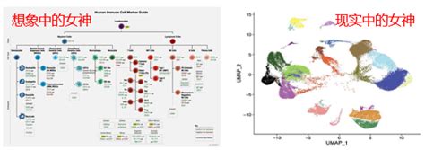 单细胞测序专题 Monocle2拟时序分析前后结果不一致？带您认识一款新的分析软件paga