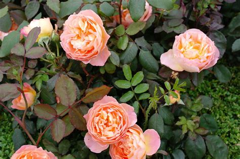 My Dream World Expressions Of Nature By Juniper Jungle