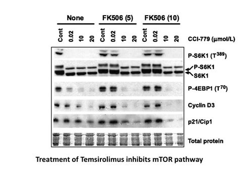 美国apexbio中文官网 Temsirolimusmtor Inhibitorcas 162635 04 3