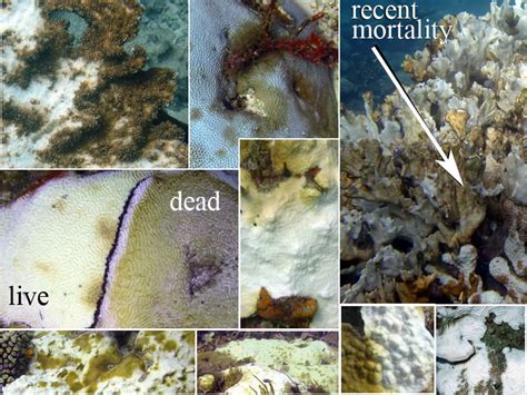 Diagnostic Decision Tree Coral Disease And Health Consortium