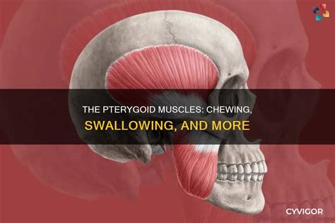 The Pterygoid Muscles Chewing Swallowing And More Cyvigor