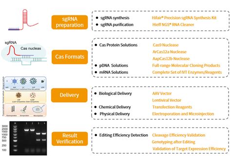 Crispr Gene Editing Product Selection Guide