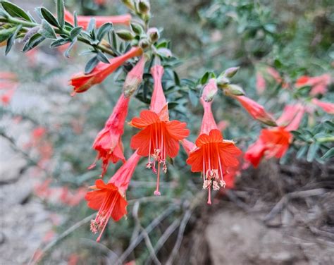 California Fuchsia Seeds Epilobium Canum Wildflower California Native