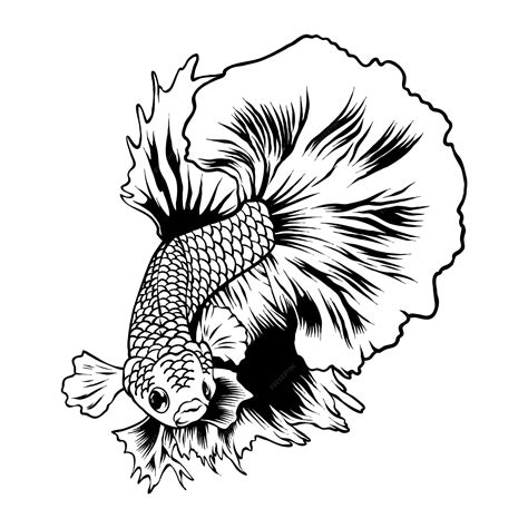 Betta Fish Drawing Black And White