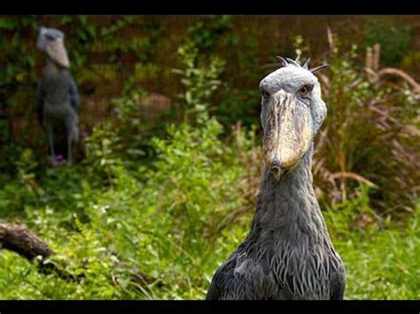 Introducing The Shoebill Storks Youtube