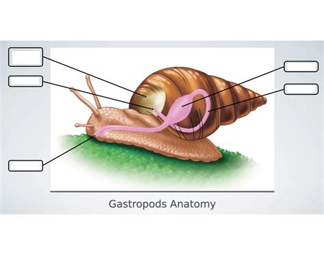 Gastropod Anatomy Quiz