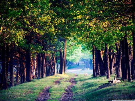 Forest Scenery Wallpapers Top Free Forest Scenery Backgrounds