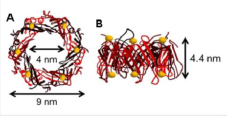 A In The Top View The Toroidal The Homohexameric Structure Of The