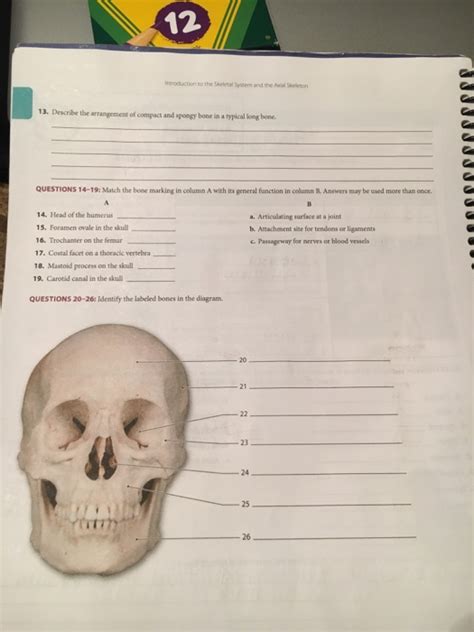 Solved Introduction To The Skeletal System And The Axial Chegg