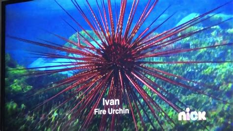 Surfs Up Ivan The Fire Urchin Youtube