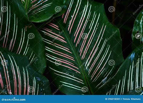 Calathea Ornata Leaves Marantaceae Perennial Ornamental Plant Stock