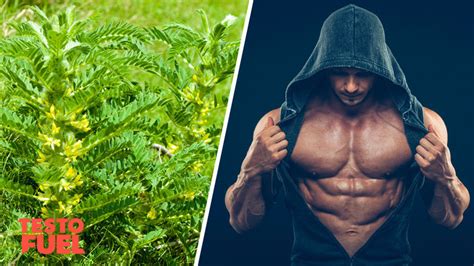Does Astragalus Root Increase Testosterone Testofuel Blog