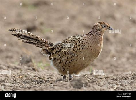Common Pheasant Ring Necked Pheasant Phasianus Colchicus Female Hen Foraging In Field