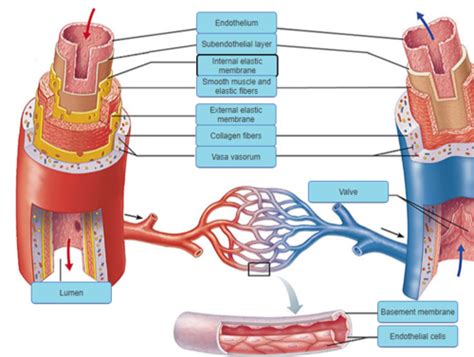 Major Systemic Arteries And Veins Of The Body Review Sheet 32 480