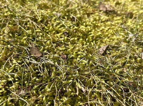 How To Get Rid Of Moss In Your Lawn In Northeast Oh