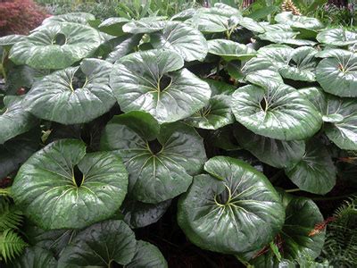 From The Magazine Far Out Farfugiums Neil Sperrys Gardens