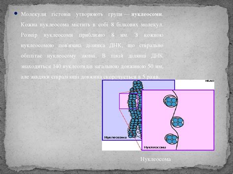 Будова хромосом
