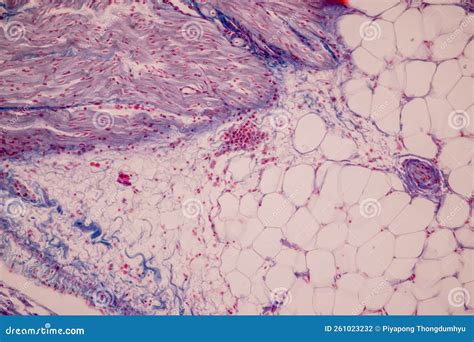 Tissue Of Blood Human Vein Human Artery Human And Heart Muscle Human