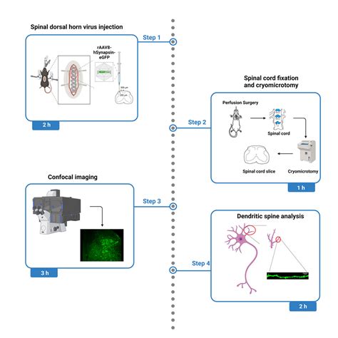 Cell Press Star Protocols