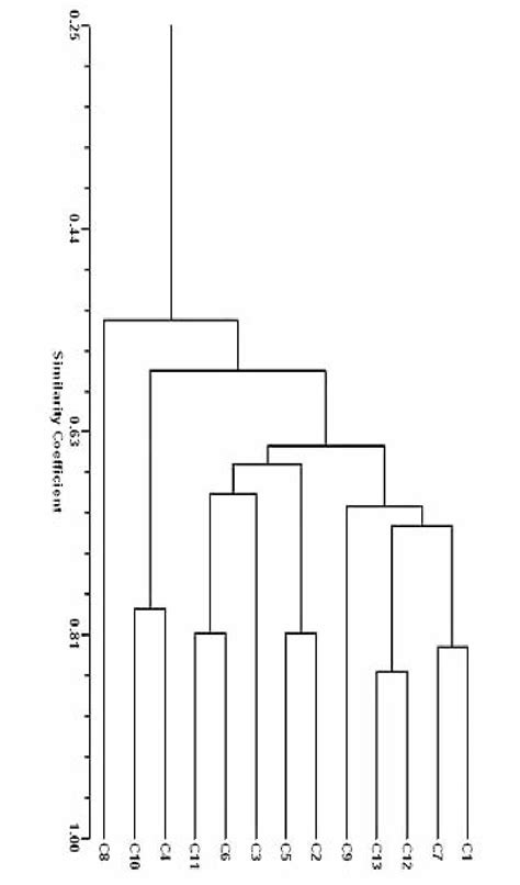 Dendrogram Of Cluster Analysis Of Issr Markers Illustrating The