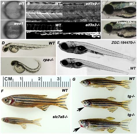 A Large Scale Zebrafish Gene Knockout Resource For The Genome Wide Study Of Gene Function PMC