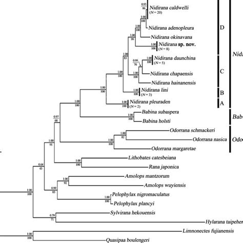 Bayesian Inference And Maximum Likelihood Phylogenies Numbers Above