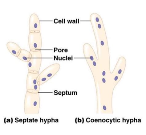 Eukaryotes Protista Fungi Helminths Vectors Flashcards Quizlet