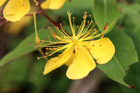 Berberine Sulfate Vs Berberine Hcl Understanding The Differences Mokiner