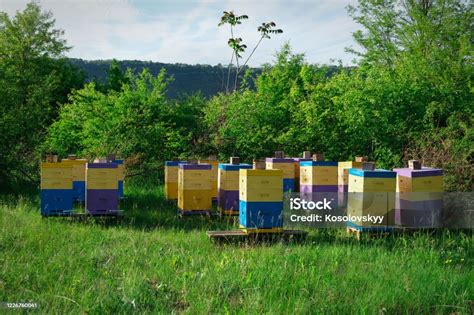 친환경 양봉장 생태적으로 깨끗한 꿀과 기타 양봉 제품을 얻을 수있는 양봉장 폴리 우레탄 두드러기의 장점 최고 보기 0명에 대한