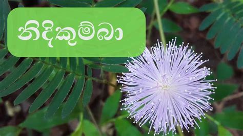 නිදිකුම්බා Youtube