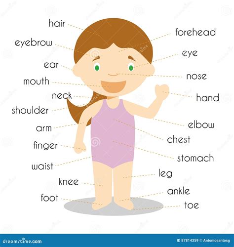 Человеческая терминология частей тела в английской иллюстрации вектора Иллюстрация вектора