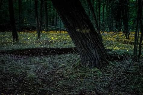 Louis Bourget Park Reviewsopen Hoursphoto Spotsthings To Do