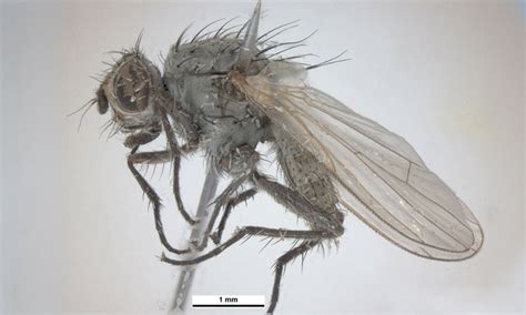 Monitor For Seedcorn Maggots In Wet Planted Fields