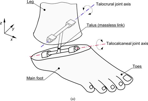 A Schematic Representation Of The Ankle Joint Complex Of The Human Download Scientific