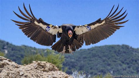 No Sex Please Were Condors