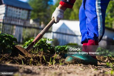 수공구로 정원에서 땅을 경작하는 농부 토양 풀림 원예 개념 농장에서의 농업 작업 가루로 빻은에 대한 스톡 사진 및 기타 이미지 가루로 빻은 갈색 개념 Istock