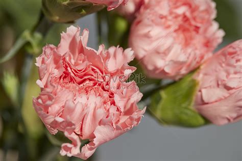 카네이션 꽃 클로즈업 사진 무료 다운로드 Lovepik