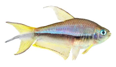 Types Of Tetra Fish With Pictures Aqua Movement
