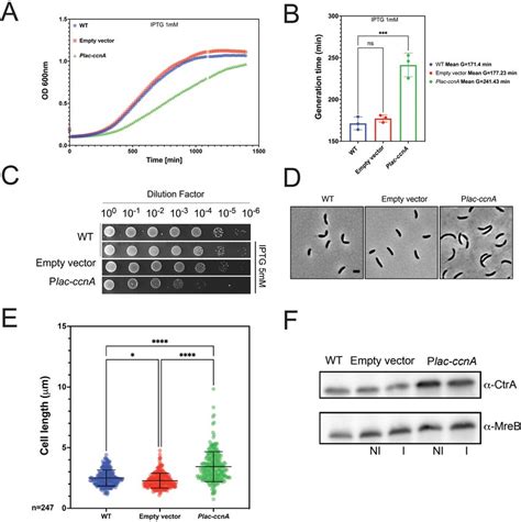 Ccna Affects The Cell Cycle A Growth Curves Following The Expression Download Scientific
