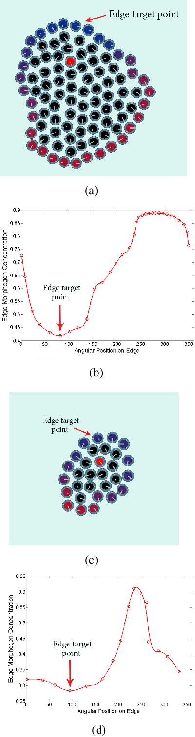 Figure 5 From Regulated Morphogen Gradients For Target Surrounding And Adaptive Shape Formation
