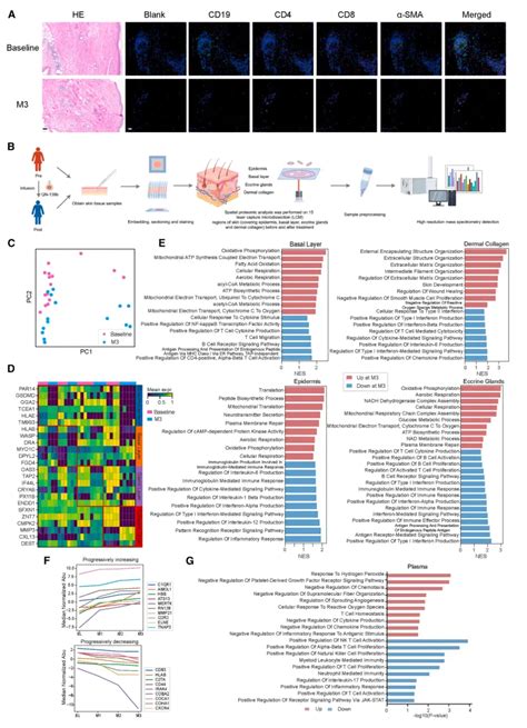 项目文章 Cell If：42 5｜再登顶刊！单细胞测序揭示ipsc来源car Nk治疗系统性硬化症机制 知乎