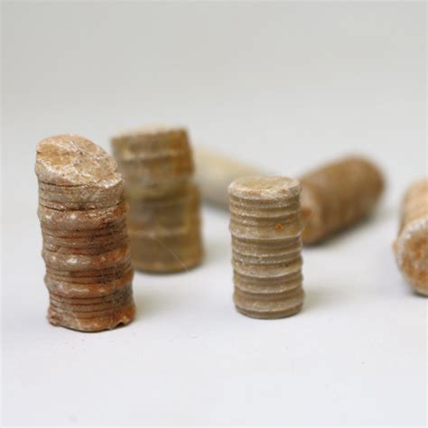 Quqiuxian 10pcs Marine Echinoderm Fossil Sea Lily Fossil Science