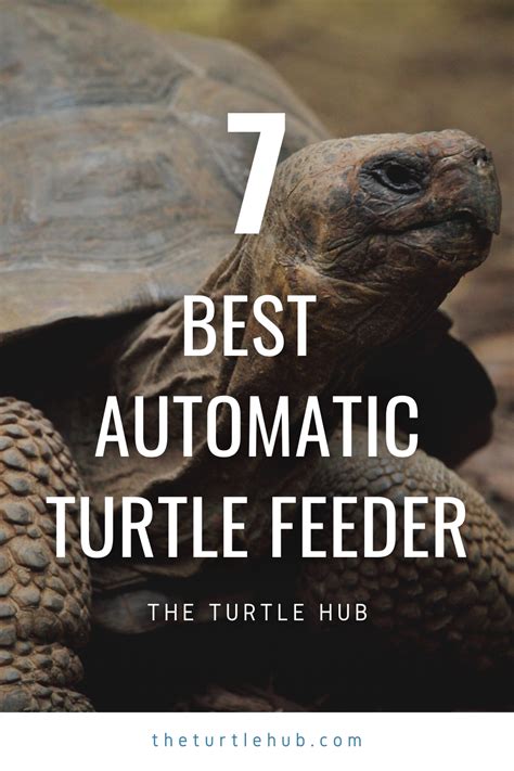 Best Automatic Turtle Feeder Thatll Make Your Life Easy Feeder Turtle Automatic